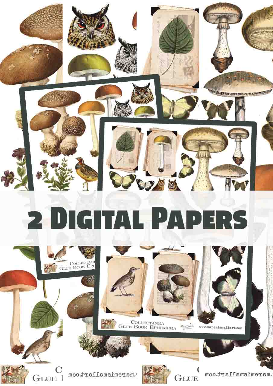 Collectanea Glue Book set 1 – Maremi Small Art